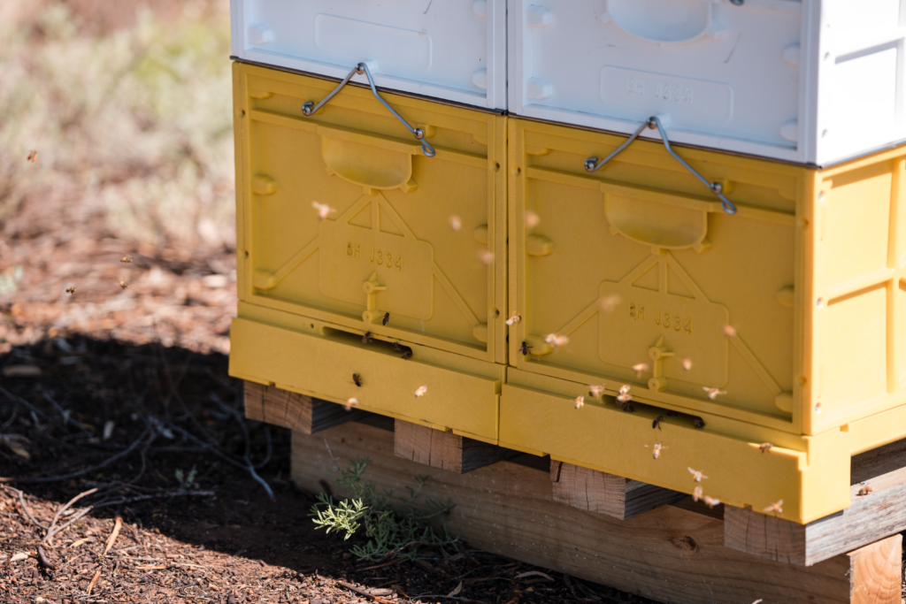 Nosema: The Hidden Threat to Hive Health - Nuplas Apiarist Supplies ...