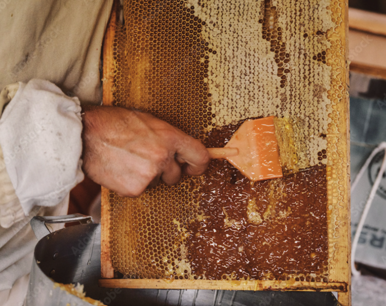 Harvesting Honey: Getting Your Extraction Right - Nuplas Apiarist ...